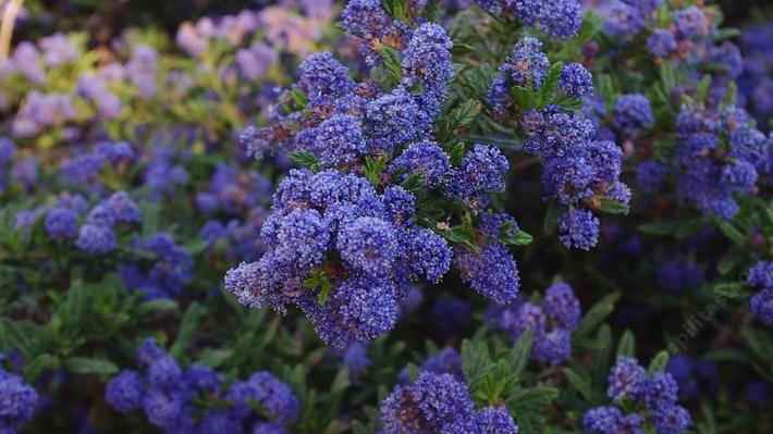 ceanothus shrub care