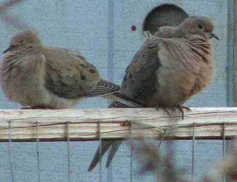 The Mourning dove feeds on the ground