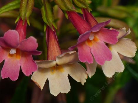 Diplacus puniceus 'Penelope', Penny's Monkey Flower.