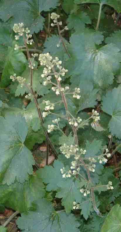 Heuchera maxima, Island Alum Root.