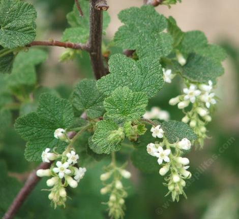 CA Native Gardener: Catching the California Currant