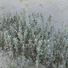 Atriplex californica, Saltbush