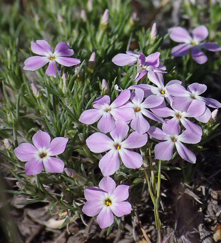 Plants for Sub-Alpine Forest