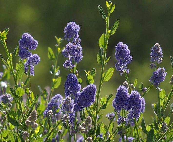 Southern California Lilacs, Ceanothus spp.