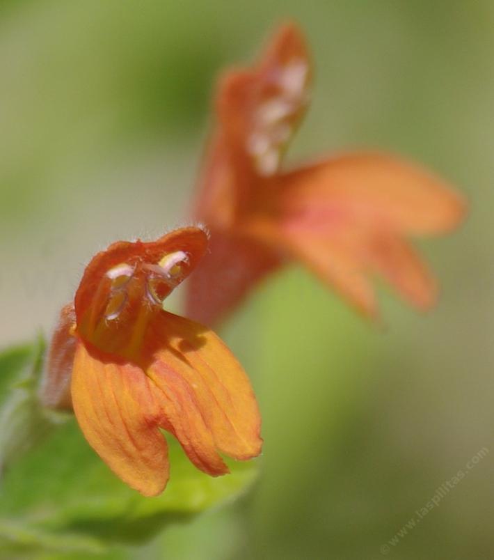 The Fragrant Garden - A word on the fragrance of California native plants.