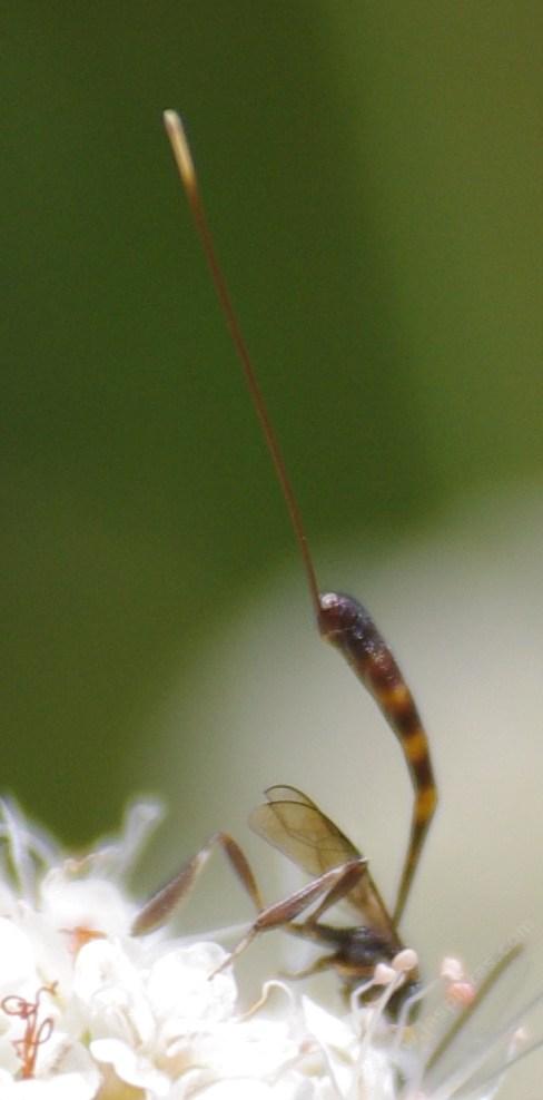 Carrot Wasps, Gasteruption.