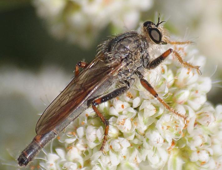 Some Predator insects of California