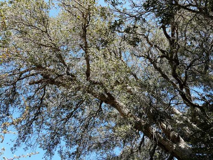 Native trees of California