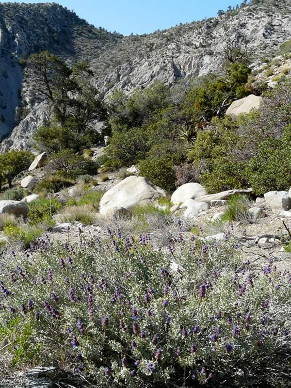 Sages, Salvias, photos, videos and descriptions of the plants native to ...