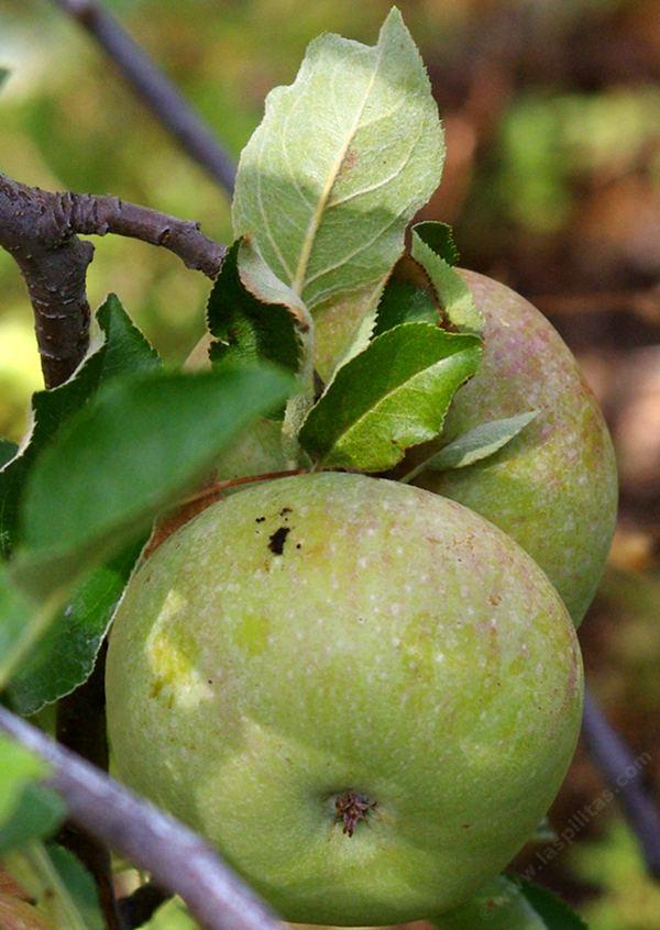 Apples in a Californa Garden