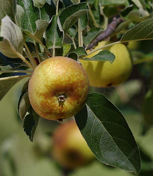 Apples in a Californa Garden