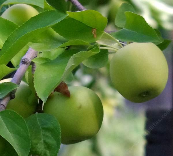 Apples in a Californa Garden