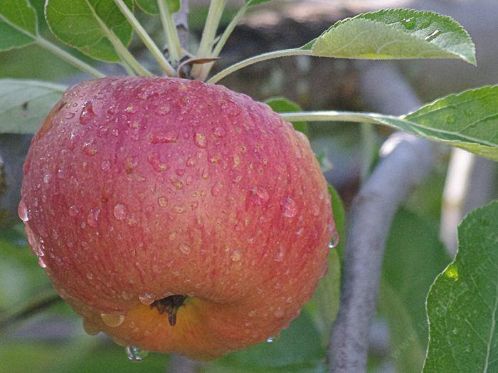 Apples in a Californa Garden
