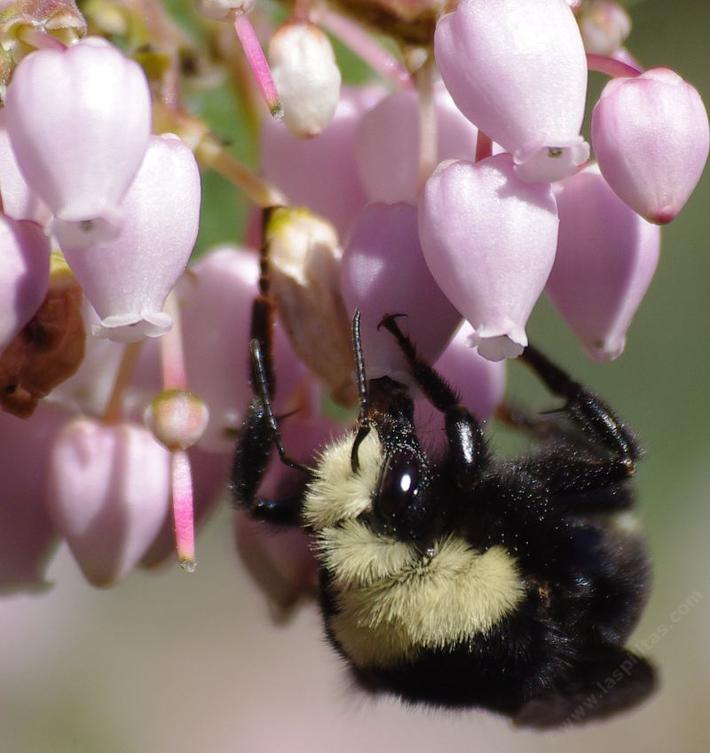 Yellow-faced Bumble Bee, Bombus vosnesenskii