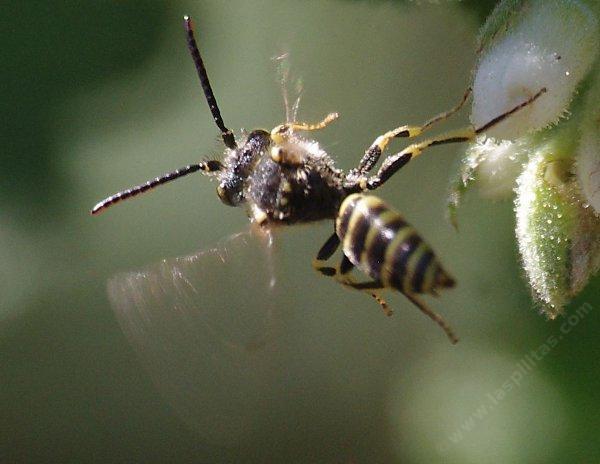 California native bees, flies, beeflies, wasps and bumblebees