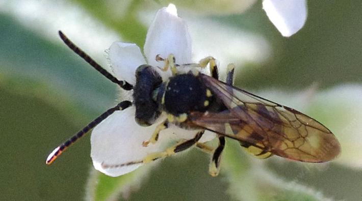Cuckoo Bee - Nomada bees.