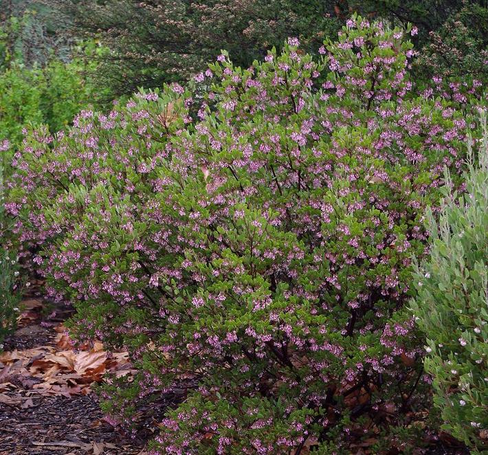 Drought tolerant hedges, wind breaks, and screens with California ...