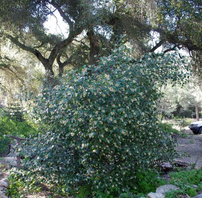 Drought tolerant hedges, wind breaks, and screens with California ...