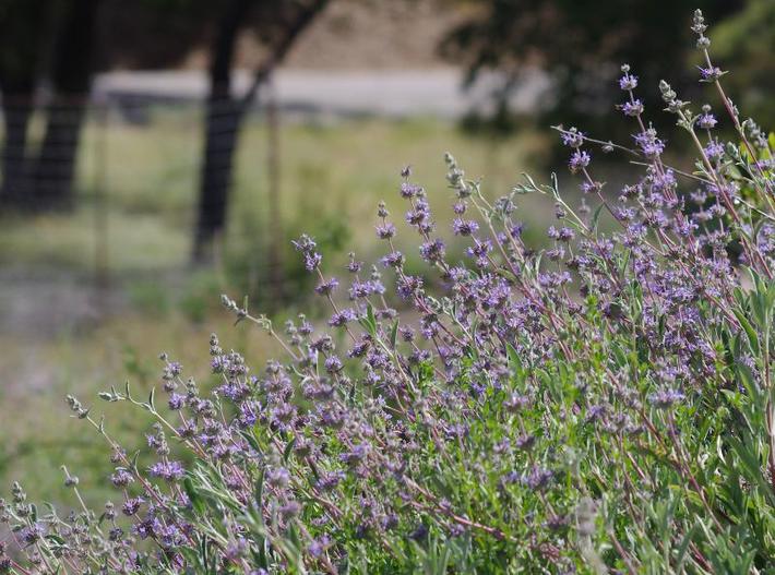 Sages, Salvias, photos, videos and descriptions of the plants native to ...