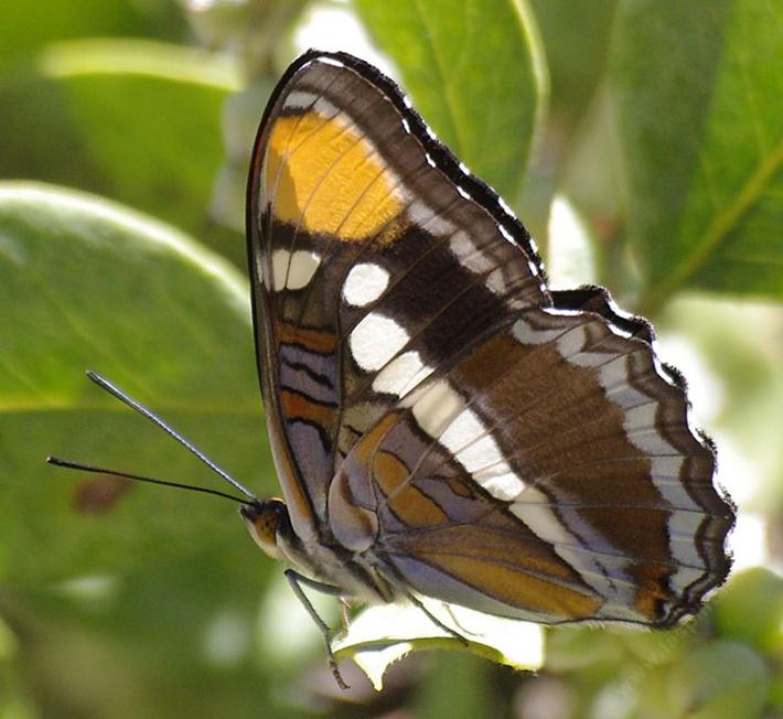 The California Sister Butterfly in a native garden.