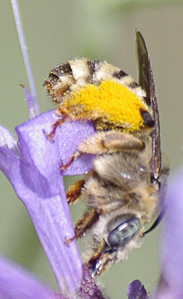 California native bees, flies, beeflies, wasps and bumblebees