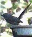 California native birds and their plants. A drought tolerant wildlife ...