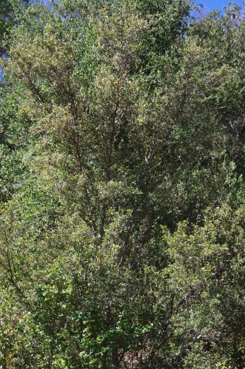 Drought tolerant hedges, wind breaks, and screens with California ...
