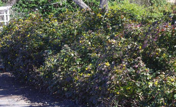 Drought tolerant hedges, wind breaks, and screens with California ...