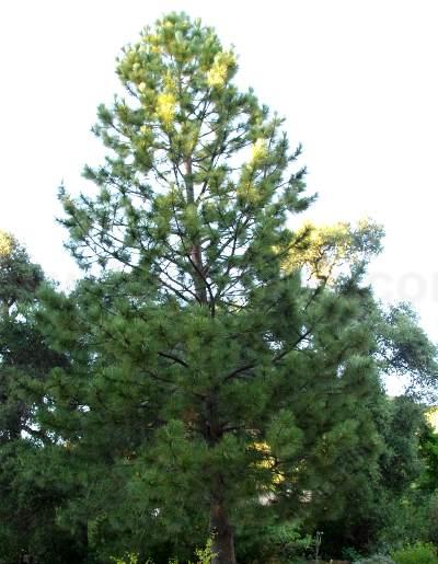 Native trees of California