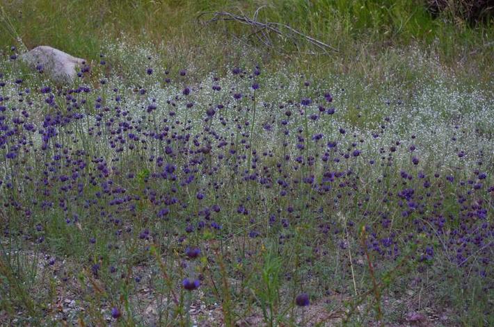 Sages, Salvias, photos, videos and descriptions of the plants native to ...