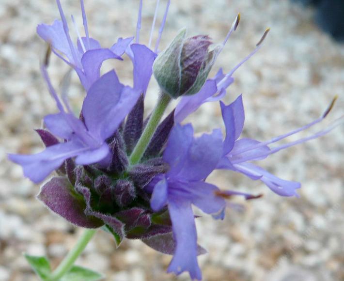 Sages, Salvias, photos, videos and descriptions of the plants native to ...