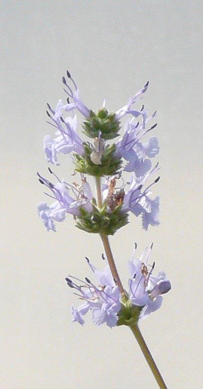 Sages, Salvias, photos, videos and descriptions of the plants native to ...