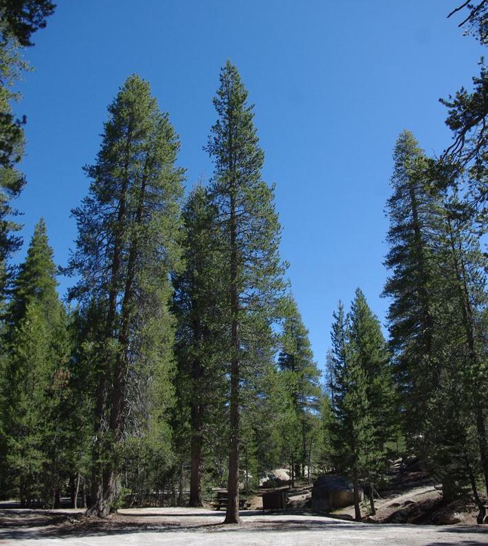 Native trees of California