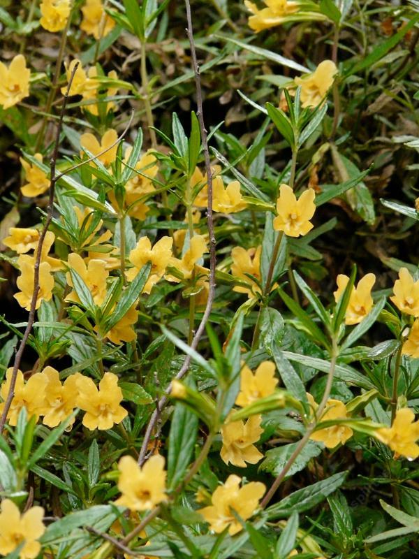 Ten easy native plants for the Bay Area.
