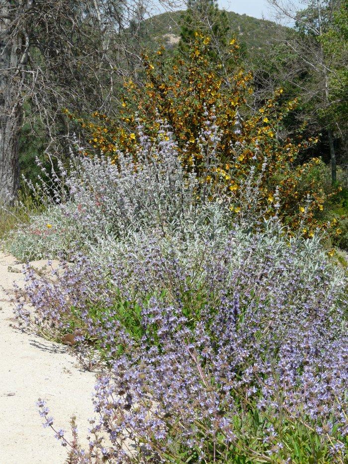 25 native plants for the San Joaquin and Sacramento Valleys
