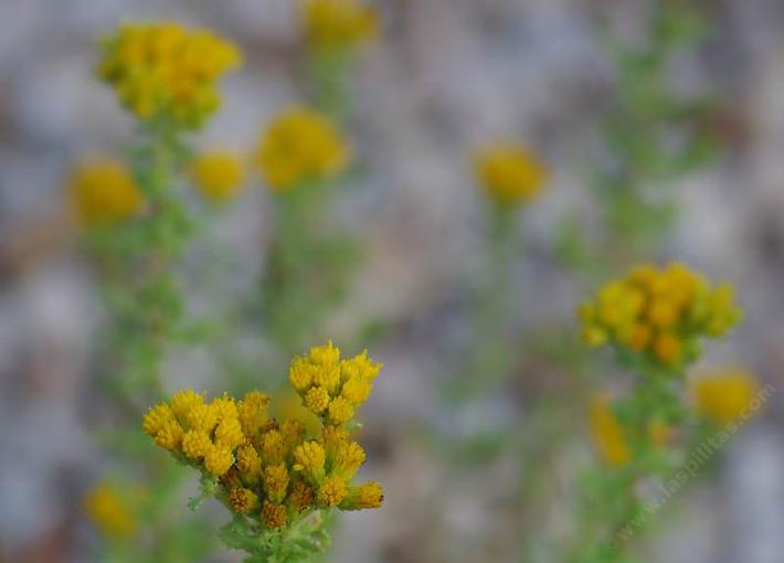 Pictures and examples of a summer native garden in California.