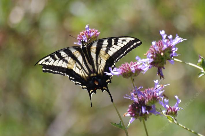 California native plants used by California butterflies with pictures ...