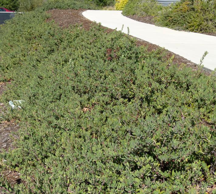 California Native plant ground cover plants.