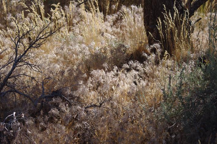 Companion Planting and native plants