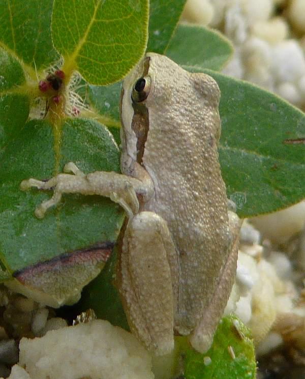 Pacific treefrog