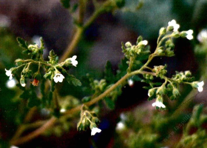 Here are plants that are native in the Temecula and Murrieta area
