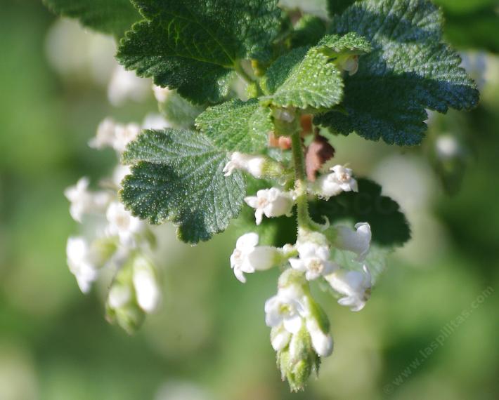 white flowered currant