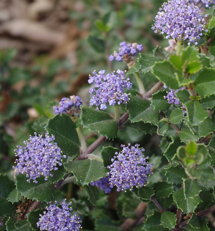 Ceanothus prostratus - Alchetron, The Free Social Encyclopedia