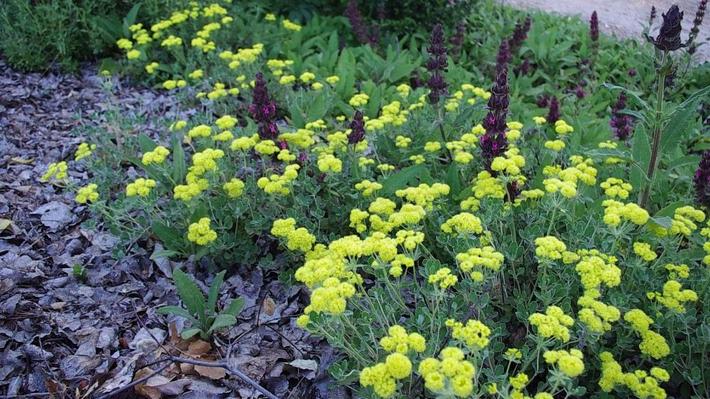 Pictures and descriptions of California buckwheats, Eriogonum species.