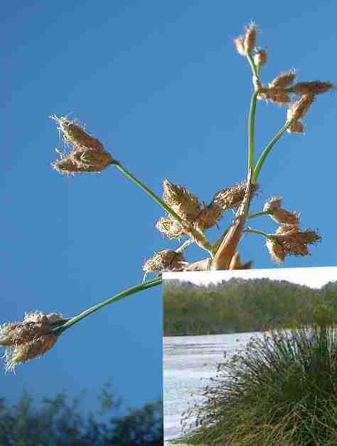 Scirpus californicus, California Bulrush.