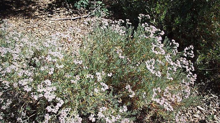 Drought Tolerant Plants for a Santa Barbara and Goleta area garden.