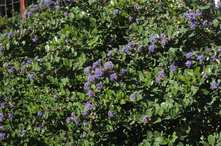 Ten easy native plants for the Bay Area.