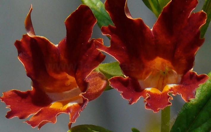 Drought Tolerant Plants for a Santa Barbara and Goleta area garden.