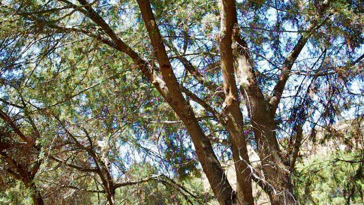 Native trees of California