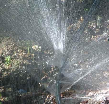 Sprinklers and California native plants